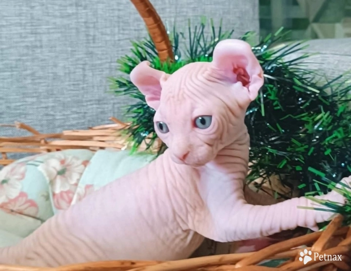Sphynx Cat Home - Cat Breeder | Phoenix, AZ