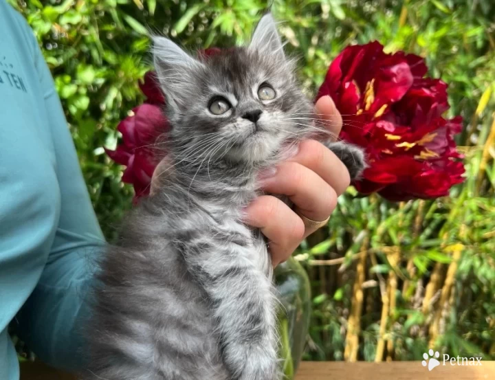 Astra - Kittens for Sale Female DOB 03/27/2023 | Petnax