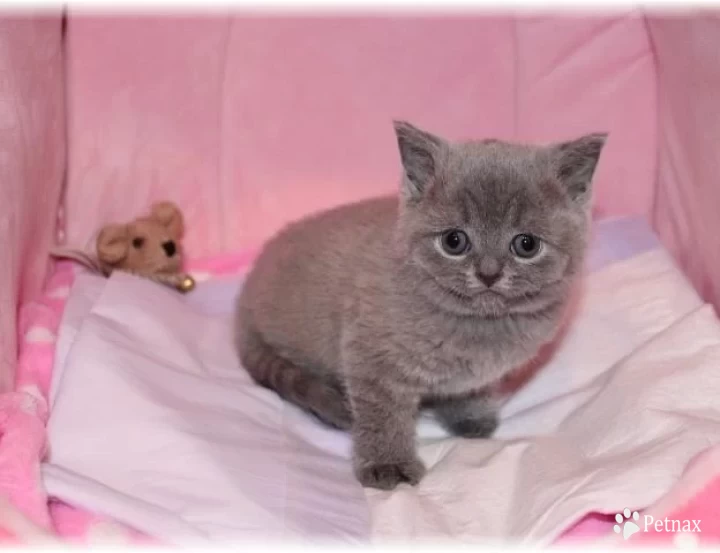 CFA-Blue BSH Kitten - British Shorthair Female DOB 08/16/2023 | Petnax