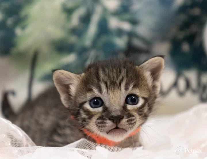 Miss Red - Kittens for Sale Female DOB 11/27/2022 | Petnax