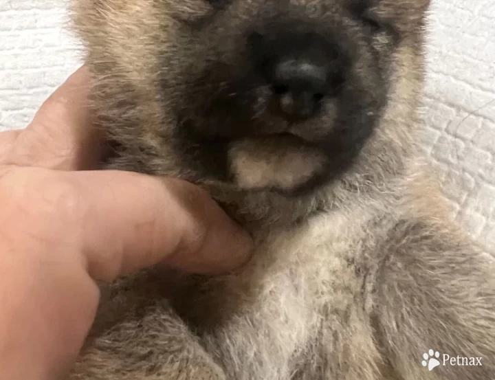 Girl 1 Kami X Kimiko Charlie - Shiba Inu Female DOB 11/19/2023 | Petnax