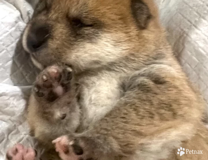 Boy 2 Kami X Kimiko Charlie - Shiba Inu Male DOB 11/19/2023 | Petnax